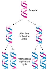 Replication of DNA: Conservative, dispersive, and semiconservative