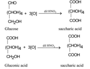 Glucose and Fructose, Open chain and Haworth Projection of glucose
