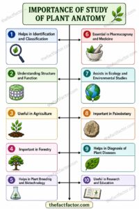 Plant Anatomy: Scope, Importance, and Applications